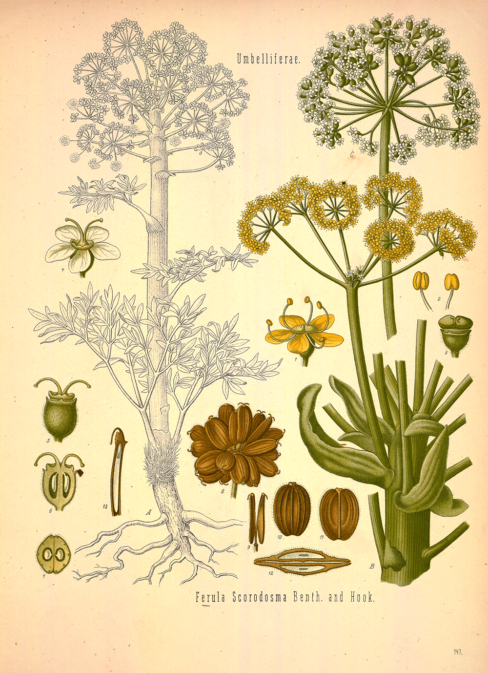 Köhler's Medicinal Plants | Spices & Spice Terminology Database 1.2